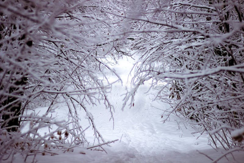 White Fluffy Soft Snow on a Tree Branch Stock Image - Image of fluffy ...