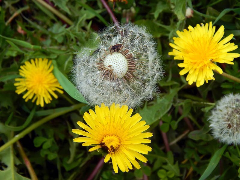 White Fluffy Spring Dandelion Close-up Stock Image - Image of fragility ...