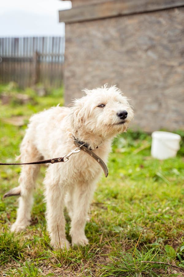 White fluffy and stray dog stock photo. Image of canine - 196009356