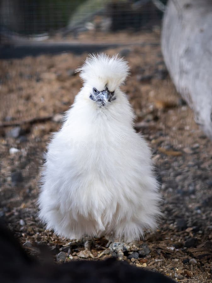 A White, Fluffy Chicken in a Closeup Photo. Stock Photo - Image of ...