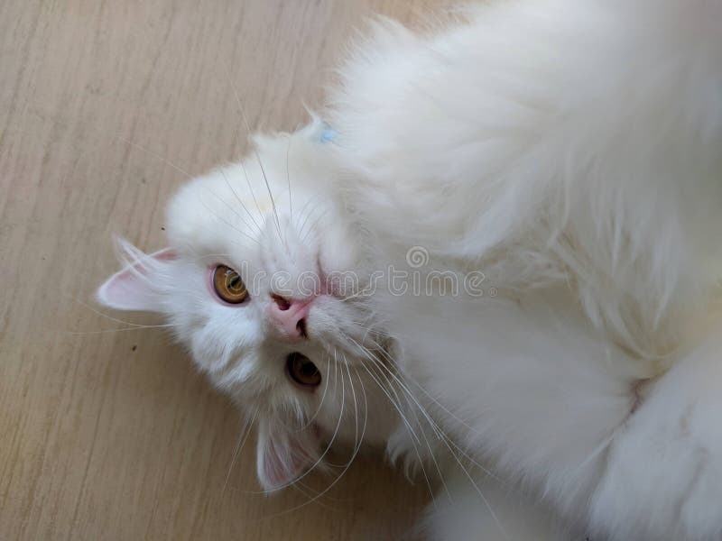 White Flurry Cat and His Confused Face Stock Photo - Image of confused ...