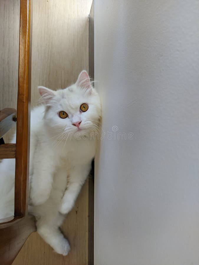 White Flurry Cat Looking at Camera Stock Photo - Image of black, camera ...
