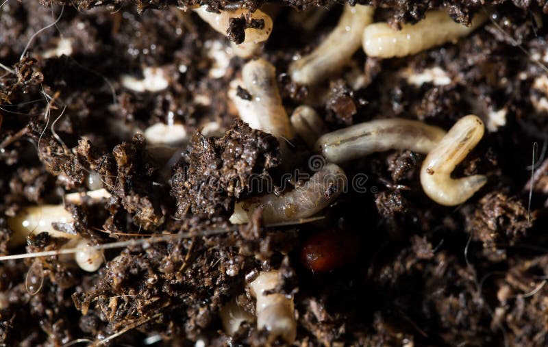 White fly larvae in the soil. macro. Animal, bunch. - Stock Image ...
