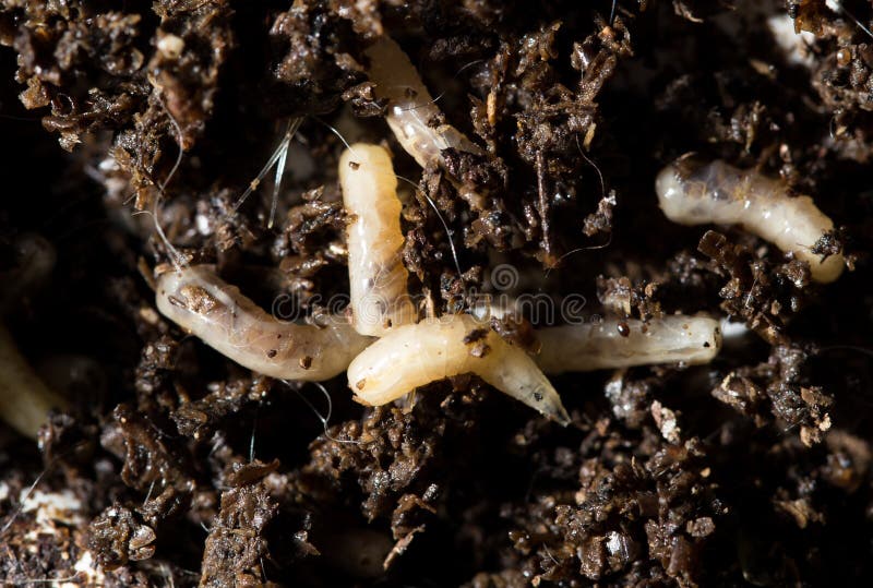 Rabbit stock image. Image of animals, animali, easter - 94019523