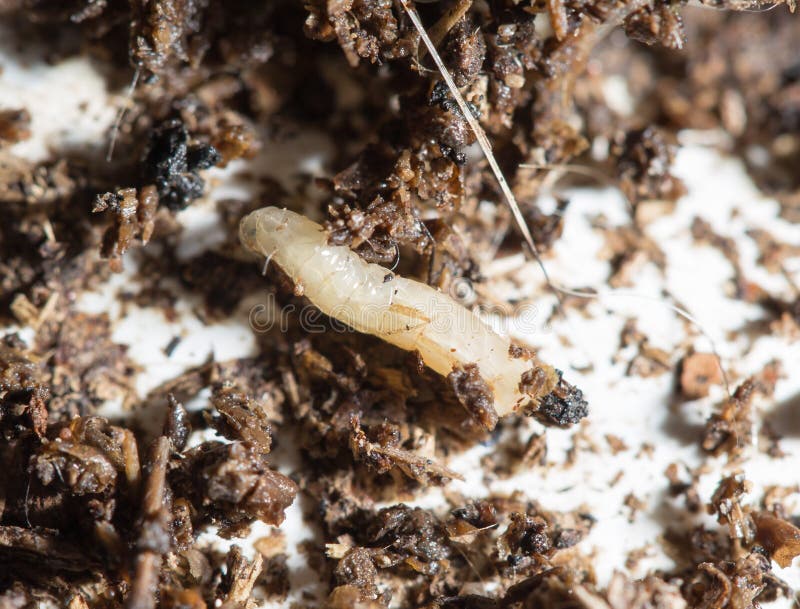 White Fly Larvae in the Soil. Macro Stock Image - Image of bunch ...