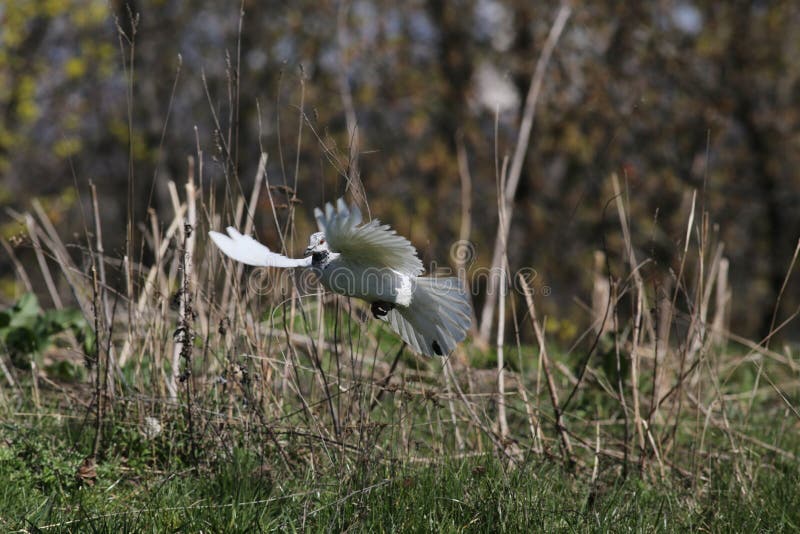 White flying pigeon stock image. Image of mail, freedom - 39782281