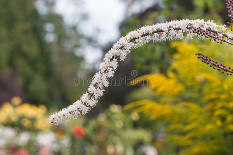 White Foamflower & X28;Tiarella& X29; Blooming Stock Photo - Image of ...