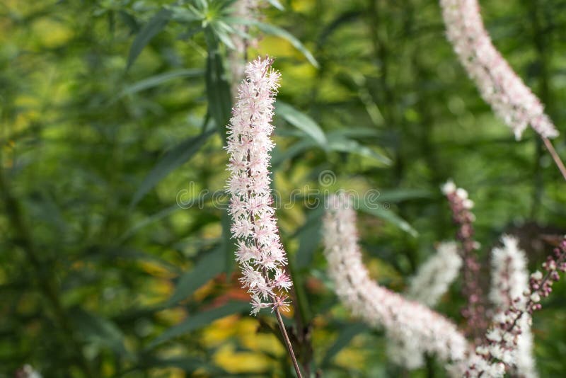 White Foamflower & X28;Tiarella& X29; Stock Photo - Image of foamflower ...