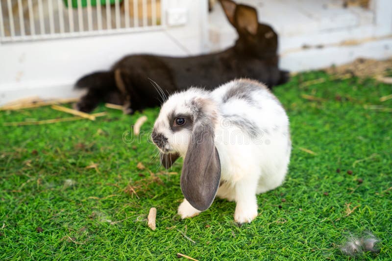 White Fold-eared Rabbit with Long Grey Ears and Black Rabbit in Zoo ...