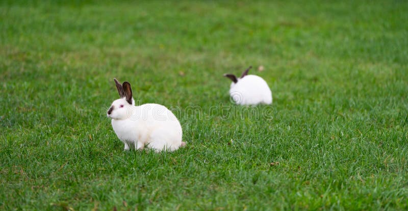 White Fold-eared Rabbits with Long Grey Ears and Black Rabbit in Zoo ...