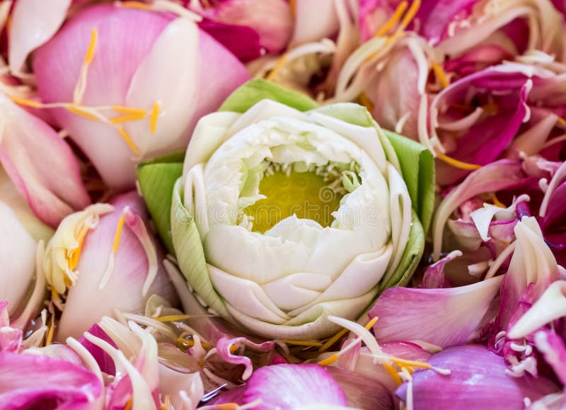 White folded lotus stock image. Image of traditional - 54039595