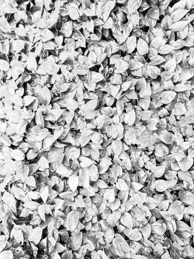 White Foliage Texture and Background Stock Image - Image of natural ...