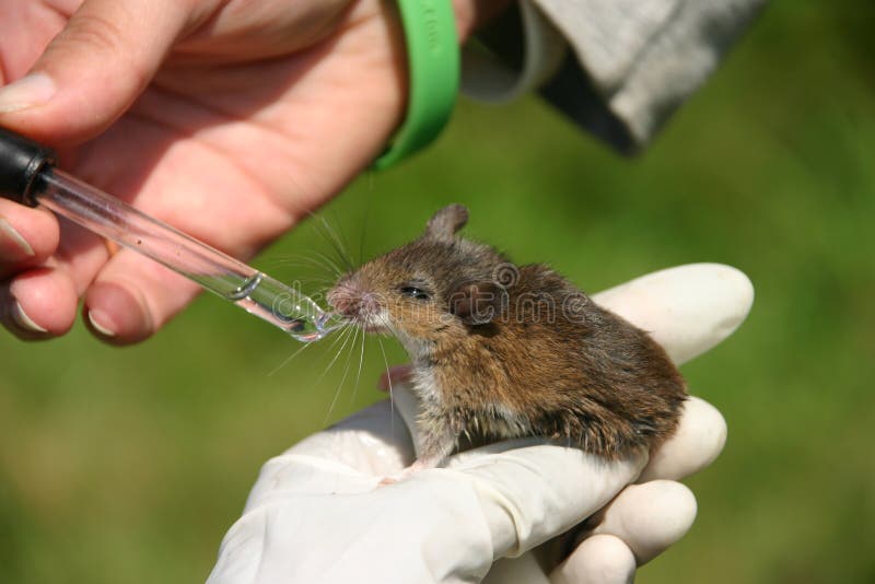 Side View of House Mouse (Mus Musculus) Stock Image - Image of domestic ...