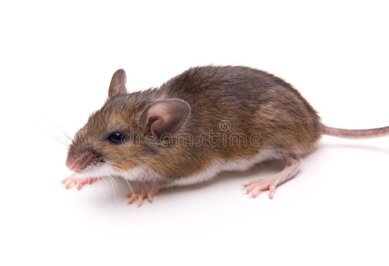 White Footed Mouse Isolated Background Stock Photos - Free & Royalty ...