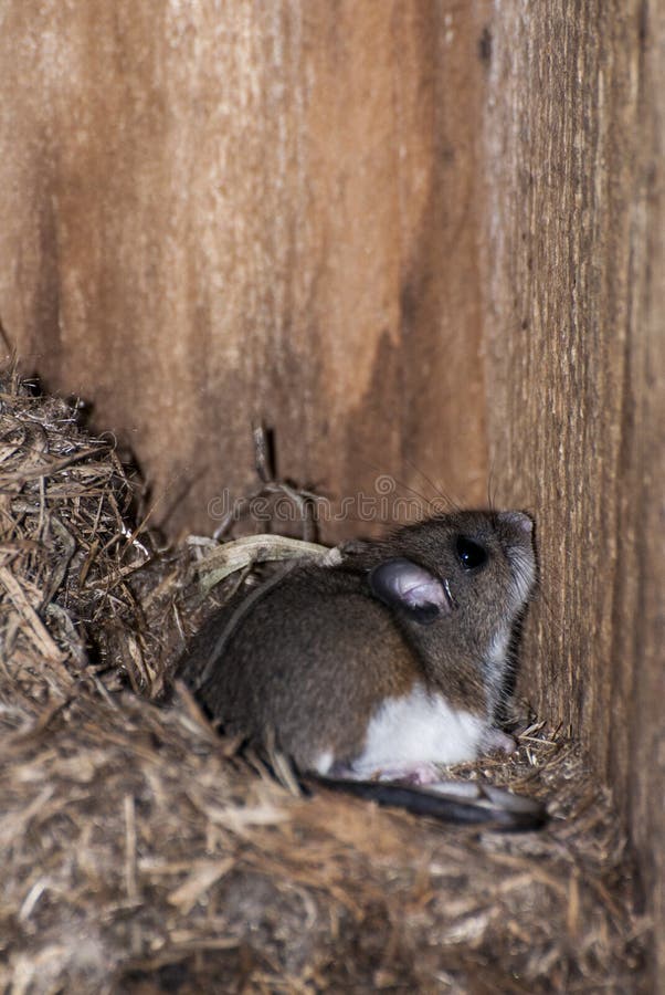 White-footed Mouse Taking Over a Bird Nesting Box for Shelter in the ...