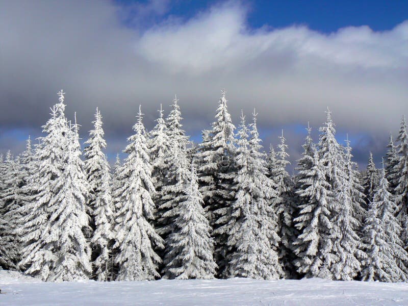 White forest stock photo. Image of hills, trees, romania - 2057968