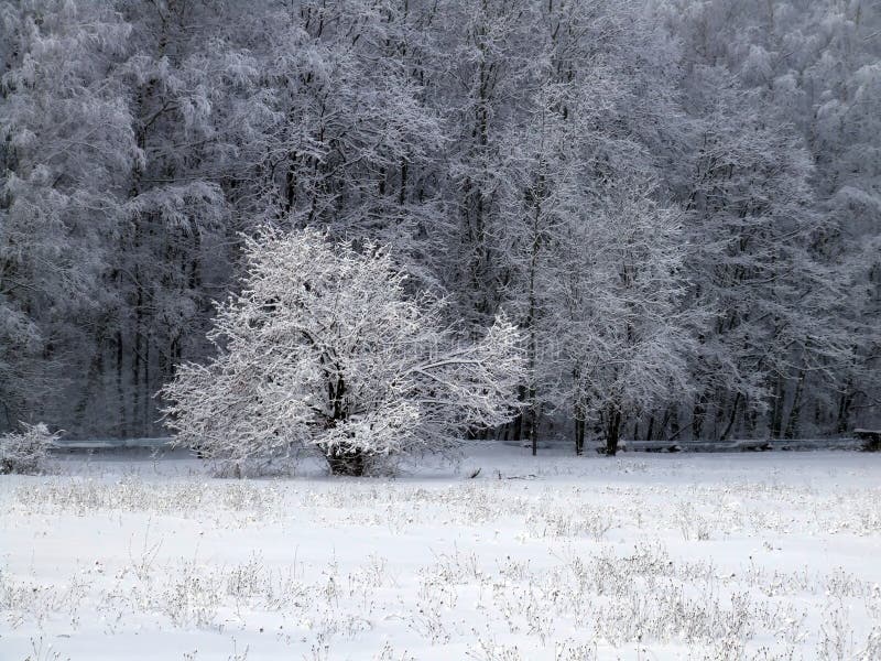 White forest stock photo. Image of february, purity, color - 2220542