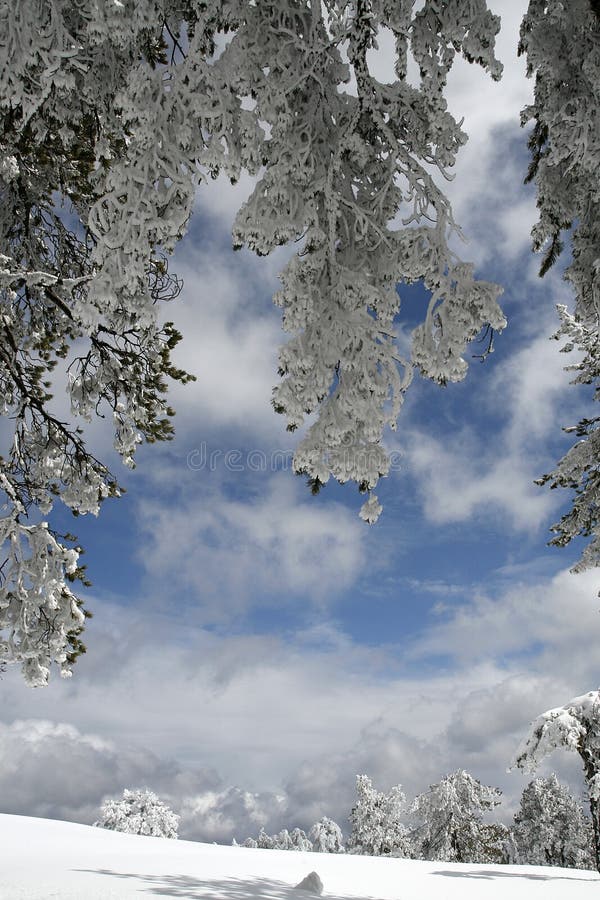 White forest stock image. Image of nature, nicosia, forest - 8505699