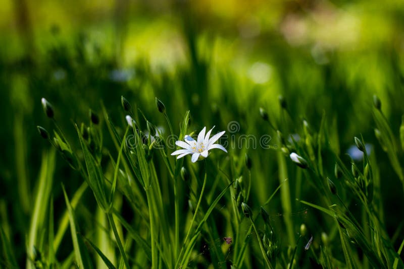 White forest flower stock image. Image of path, flower - 71791555