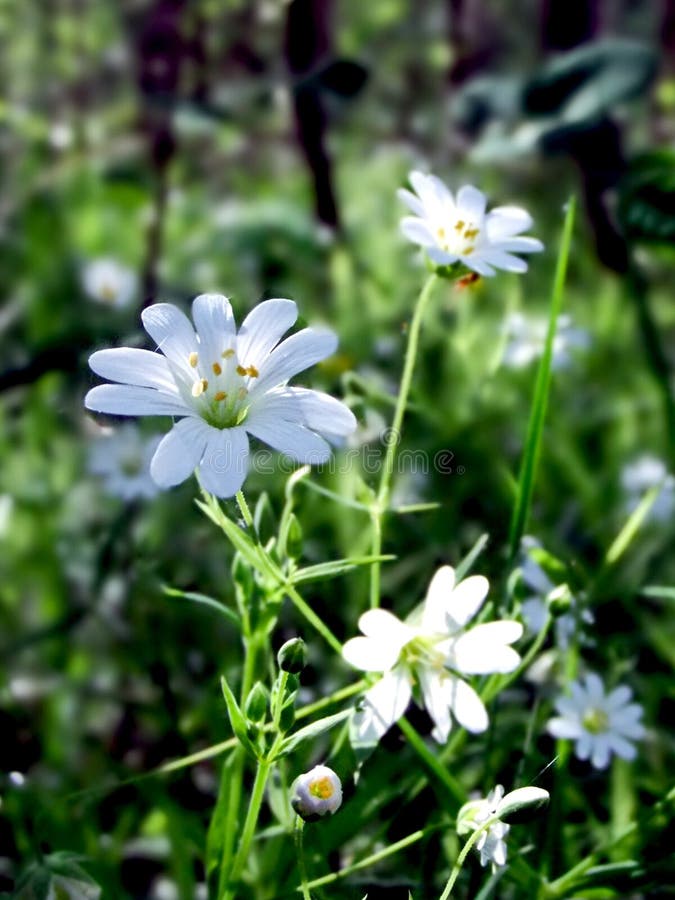The white forest flower stock photo. Image of season - 195703378