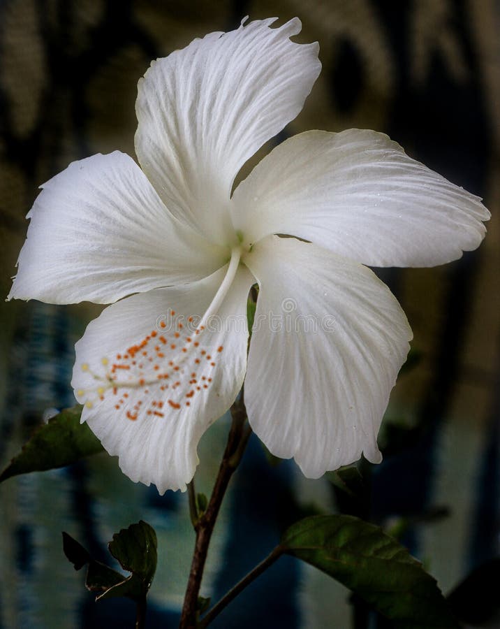 White forest flowers stock photo. Image of leaf, green - 198883422