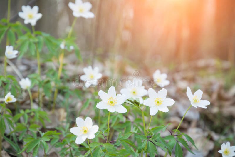 White Forest Flowers Background Stock Photo - Image of meadow, color ...