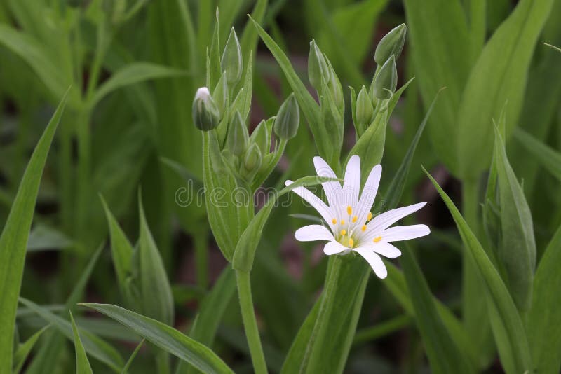 White Forest Flowers are Blown by the Wind. White Spring Forest Flower ...