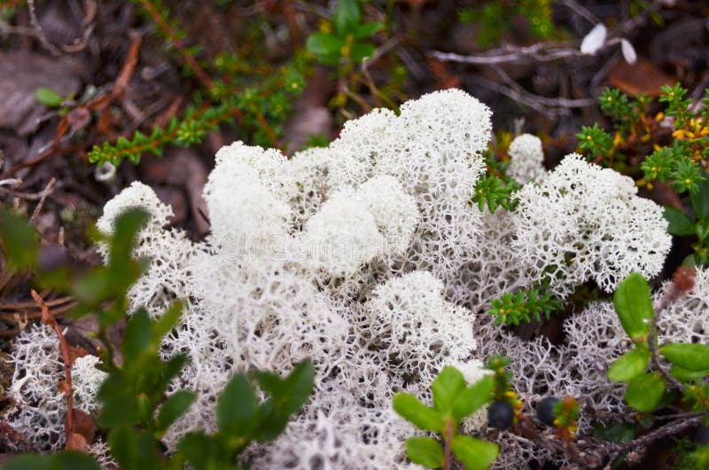 White Forest Moss Closeup in Nord Forest Tundra Stock Image - Image of ...