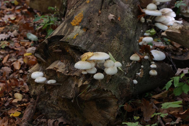 White Forest Mushrooms Grew on the Fallen Tree Stock Image - Image of ...