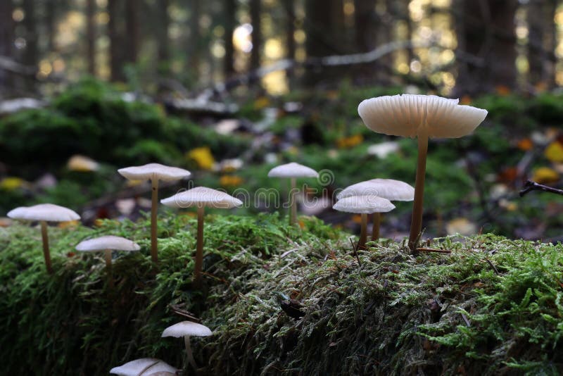 White Forest Mushrooms Grew on the Fallen Tree Stock Image - Image of ...