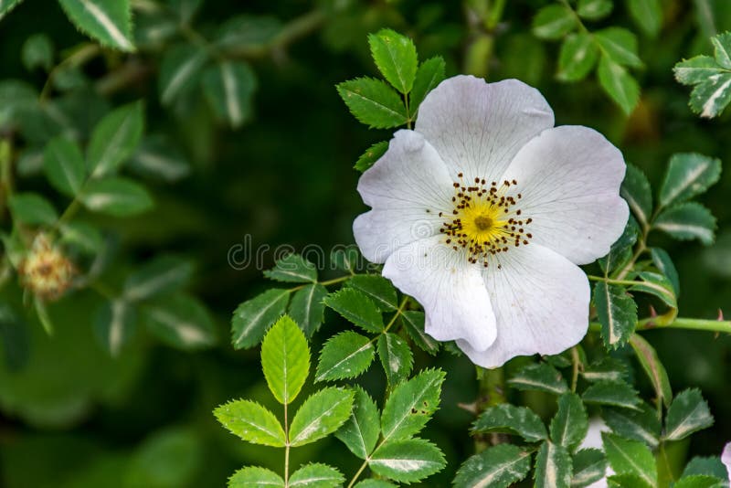 Forest rose hips stock image. Image of wildflower, forest - 163098141