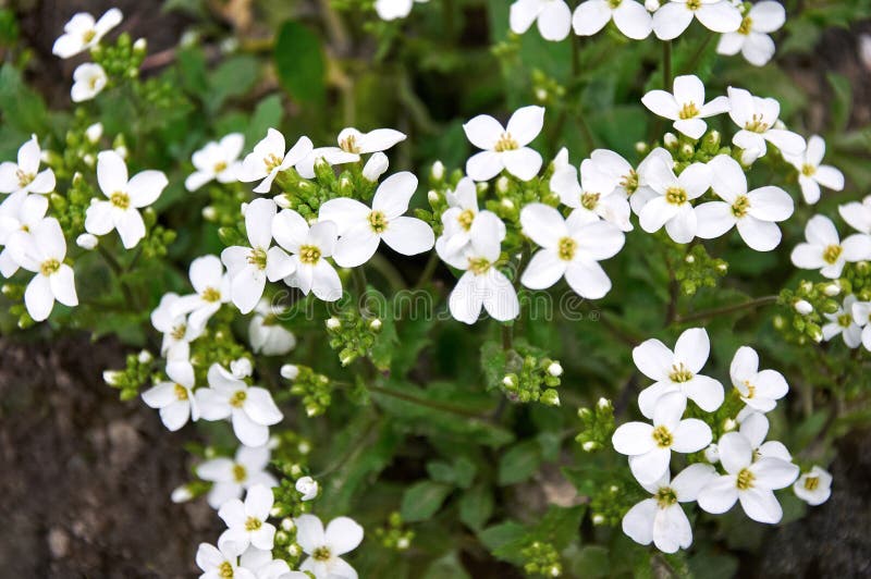White Four-petalled Flowers Close-up in the Garden in Spring Stock ...