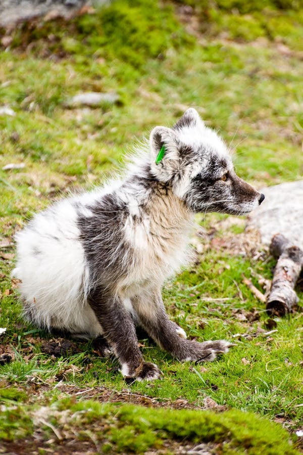 White fox stock image. Image of outdoor, predator, baby - 17194525