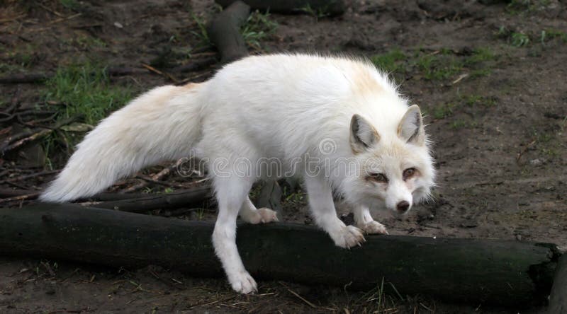 White fox stock image. Image of white, wildlife, cute - 19427589