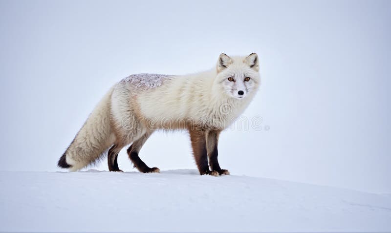 A White Fox Stands in the Snow, Looking Directly at the Camera Stock ...