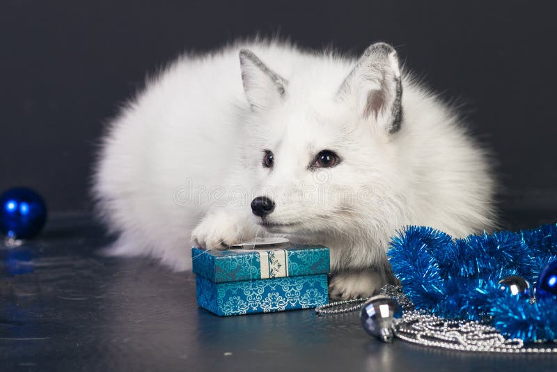 White Fox with Blue Christmas Decorations Stock Image - Image of xmas ...