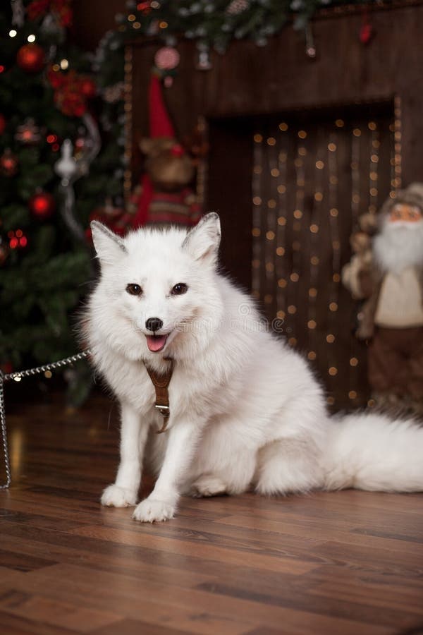 White Fox Brown New Year Decorations Stock Image - Image of animal ...