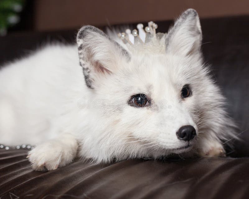 White Fox Brown New Year Decorations Stock Image - Image of greeting ...