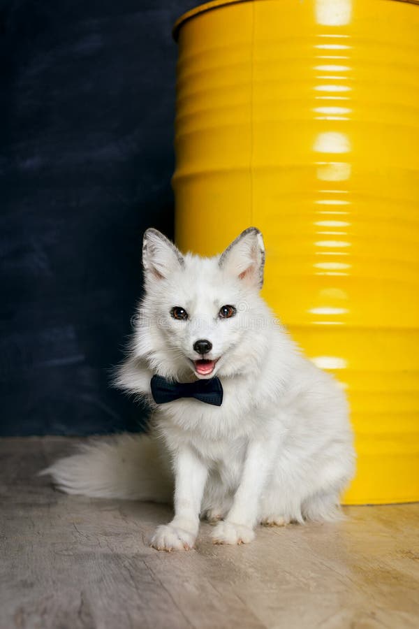 White Fox in Front of Yellow Balloon Stock Photo - Image of length ...