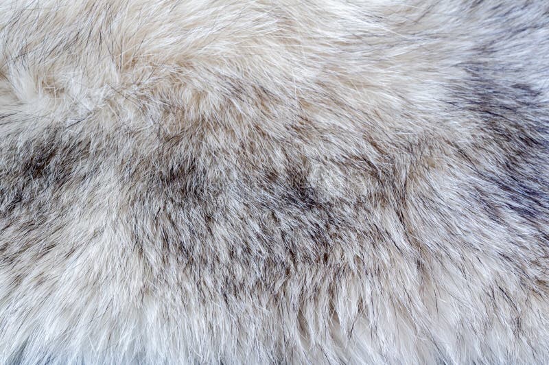 White Fox Fur Close-up. Texture of Natural Light Fur Stock Photo ...