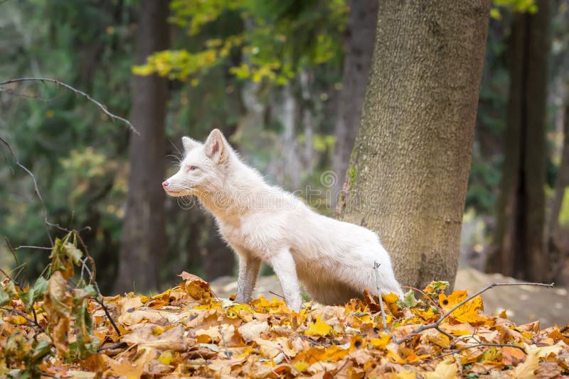 White Fox Fur in the Snow in Winter Stock Image - Image of face, north ...