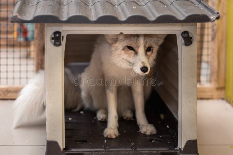 White Fox Sitting in the House in the Zoo Stock Image - Image of hunter ...