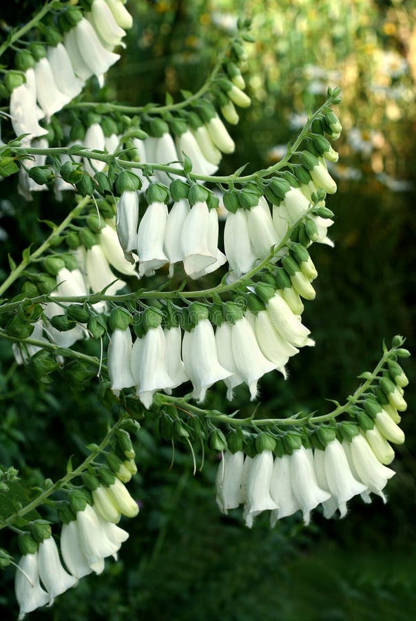 White Foxgloves stock photo. Image of foxglove, beauty - 585830