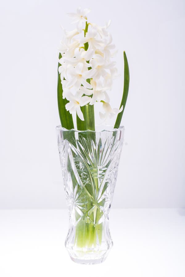 White Fragrant Hyacinth in Vase Stock Image - Image of blossom, fresh ...
