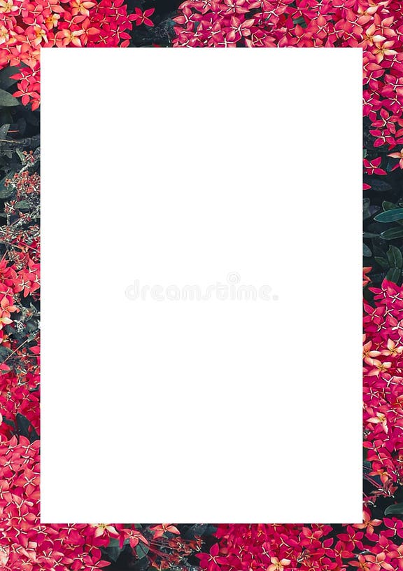 White Frame with Botanic Motif Borders Stock Photo - Image of ...