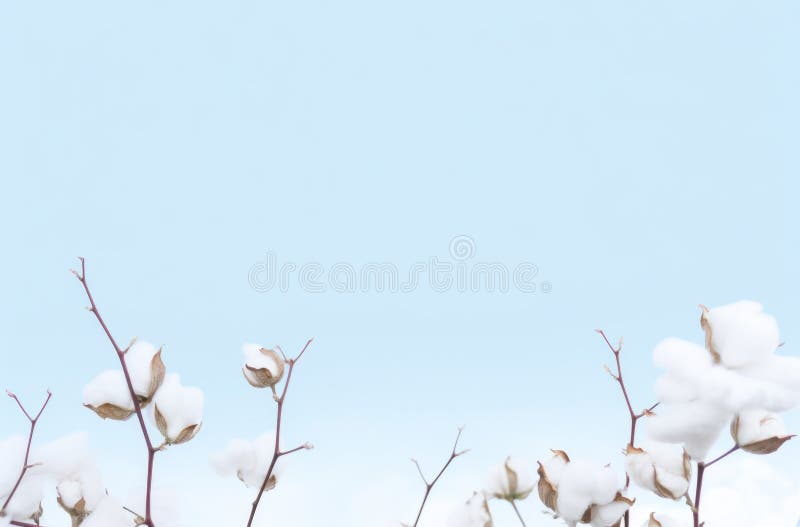 A White White Frame with White Cotton Branches Stock Image - Image of ...