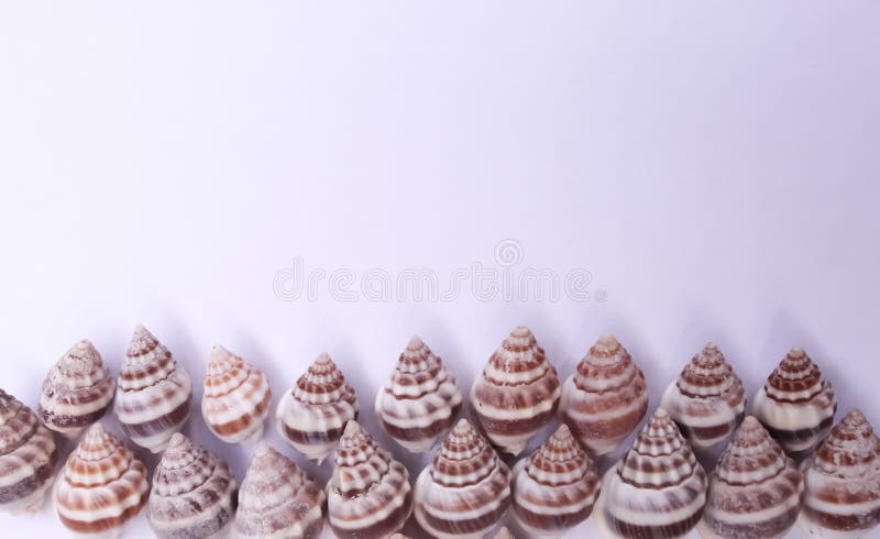 White Frame Design with Snail Shell Stock Photo - Image of snail, icing ...