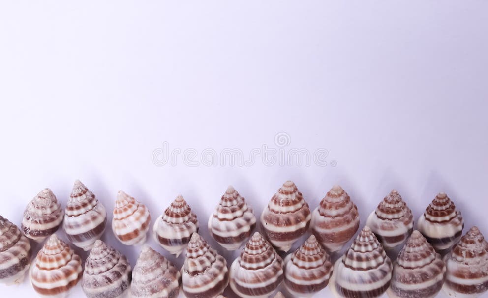 White Frame Design with Snail Shell Stock Photo - Image of snail, icing ...
