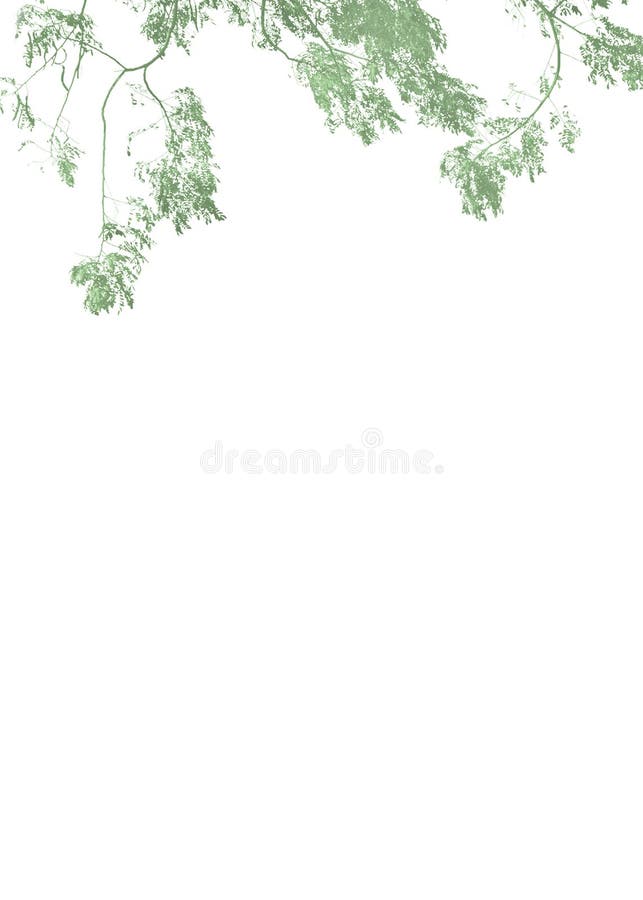 White Frame with Plants Top Borders Stock Photo - Image of decorative ...