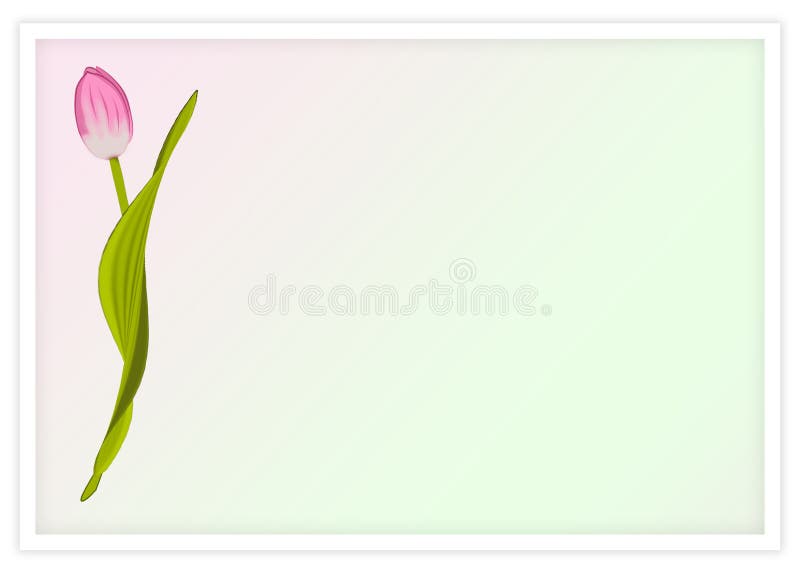 White Frame with a Tulip on a Light Green-pink Gradient Background with ...